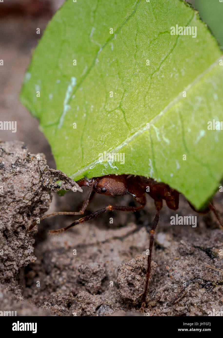 Ant carrying green leaf parts to its nest Stock Photo - Alamy