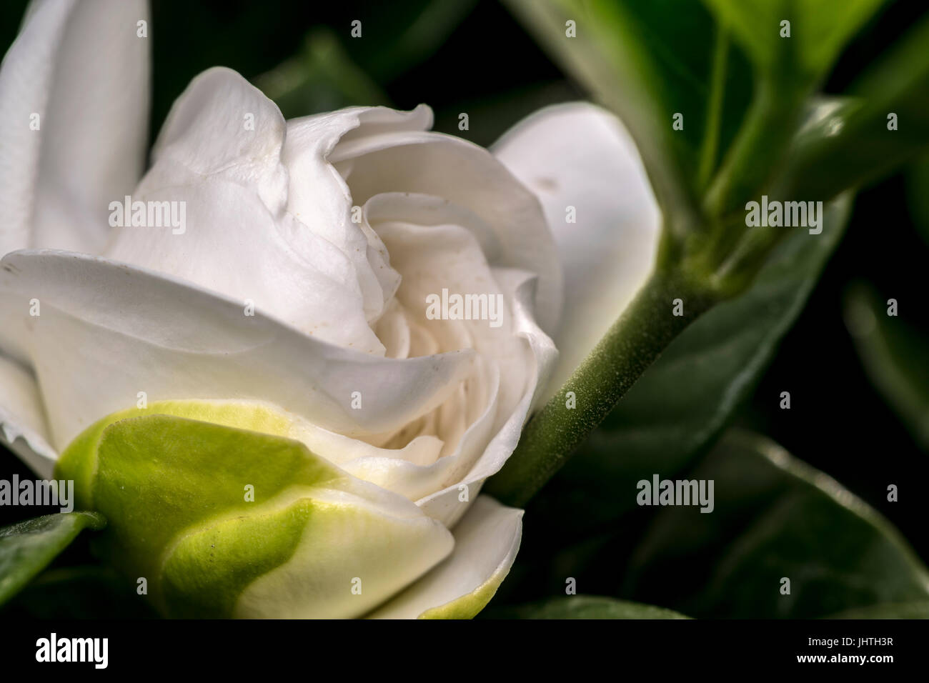White rose hidden on a garden Stock Photo - Alamy