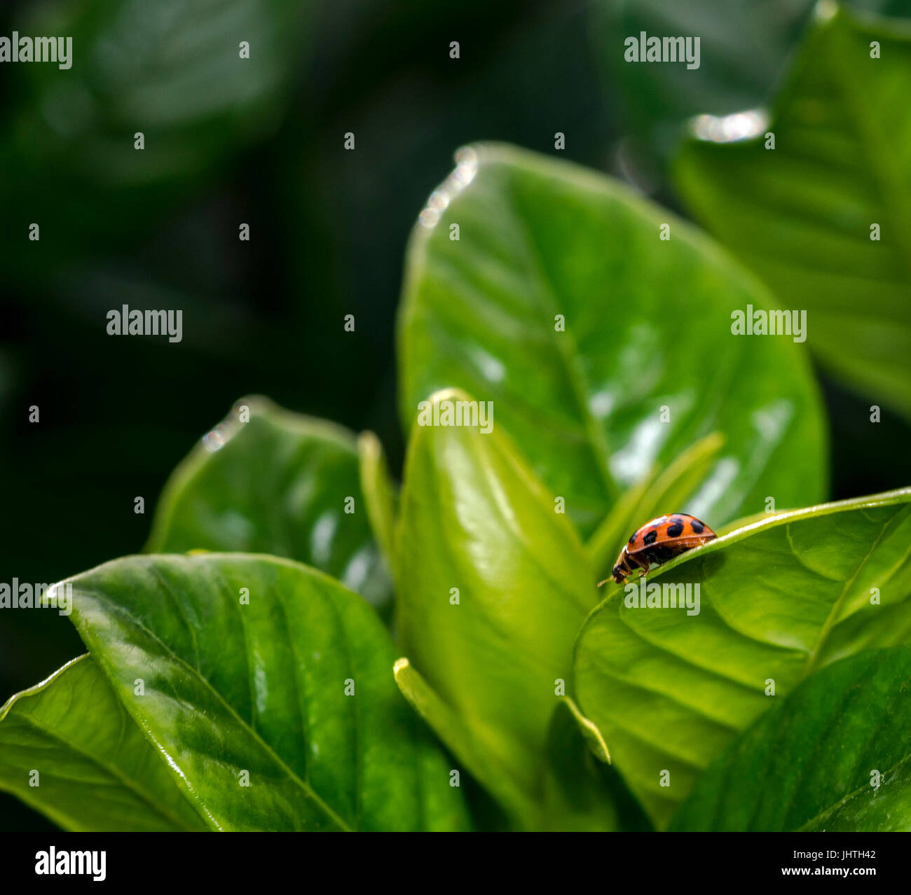 Orange spotted ladybug hi-res stock photography and images - Alamy