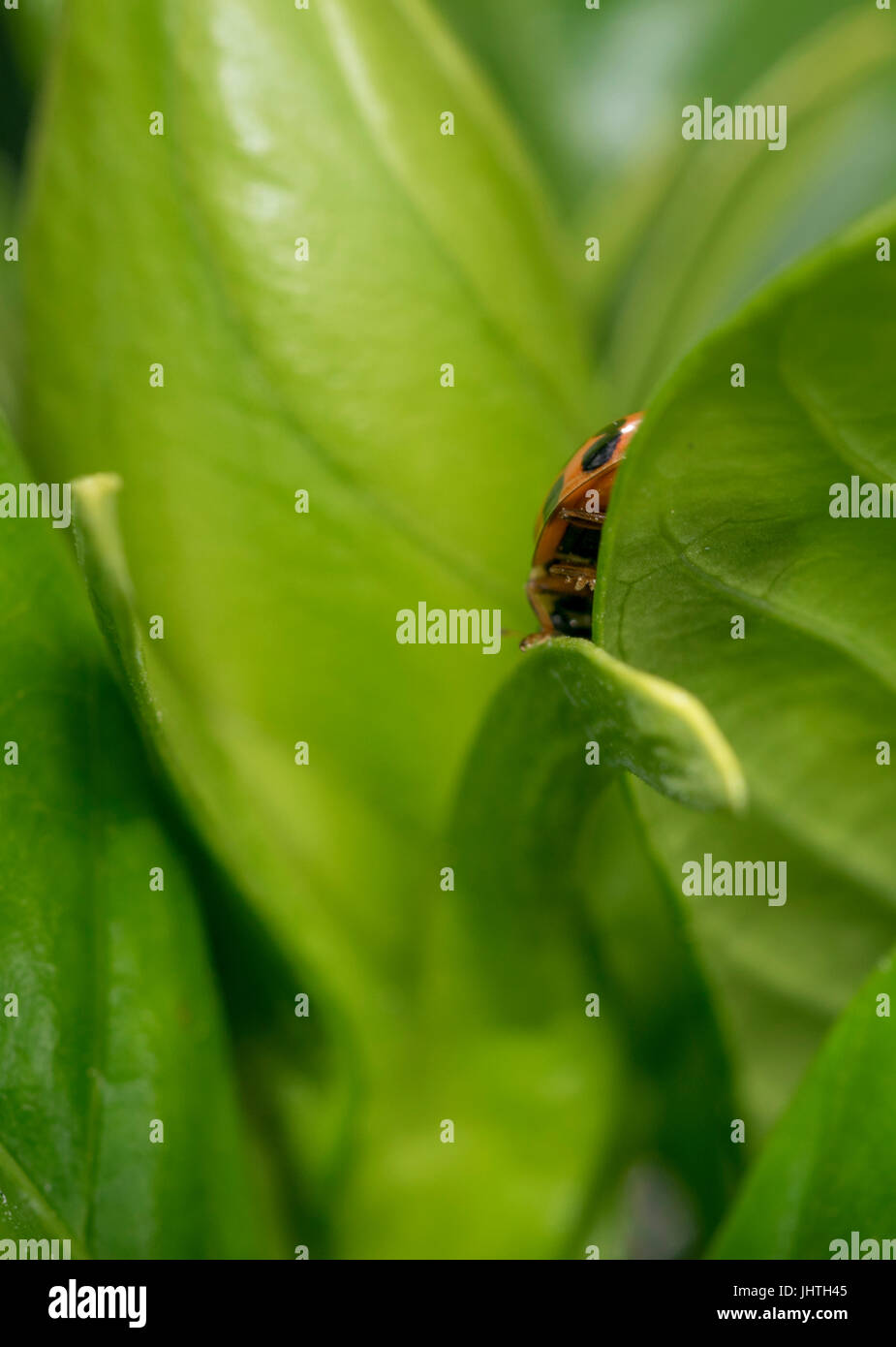 Spotted orange ladybug on a green leaf Stock Photo - Alamy