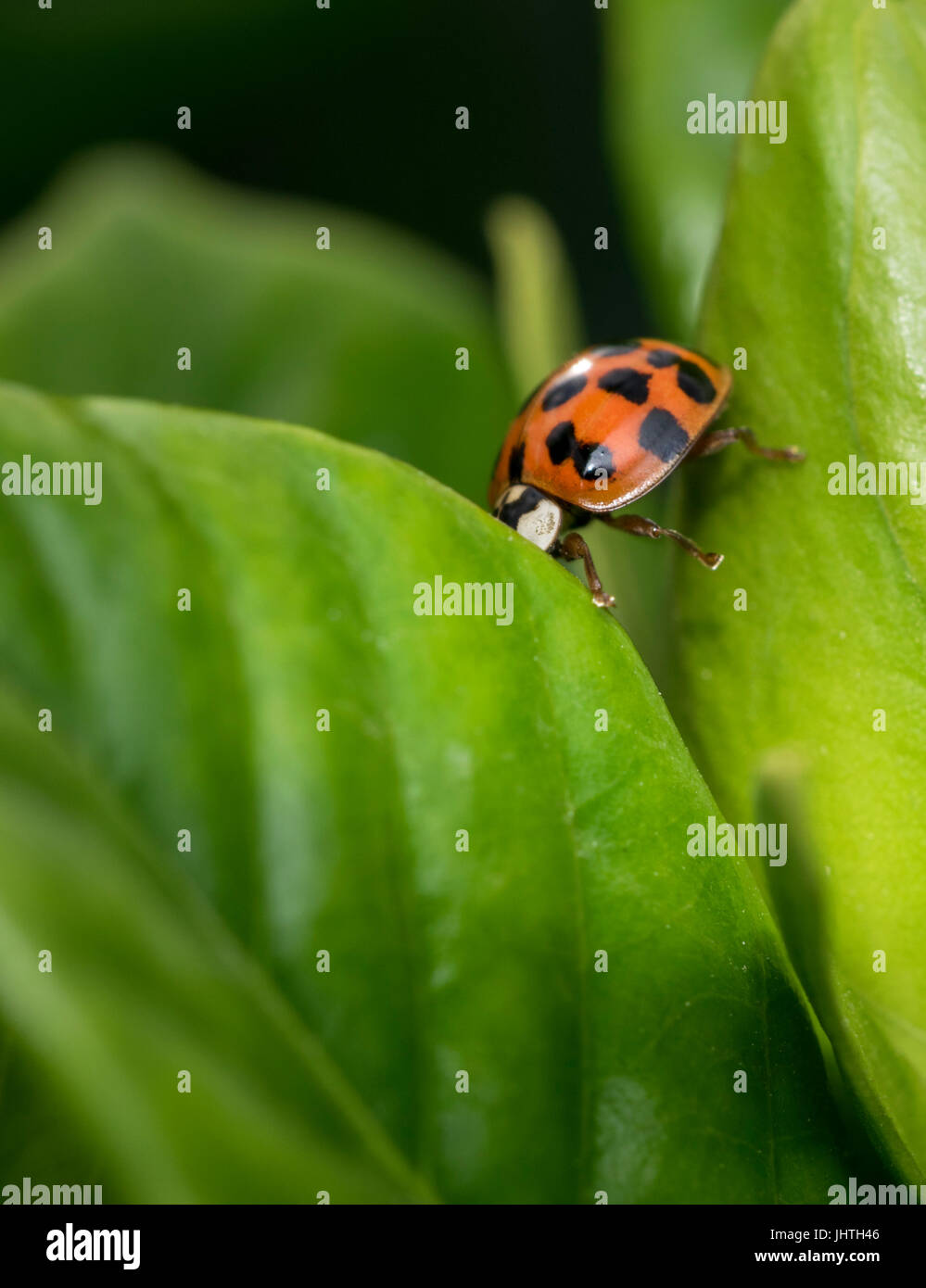 Orange spotted bug hi-res stock photography and images - Alamy