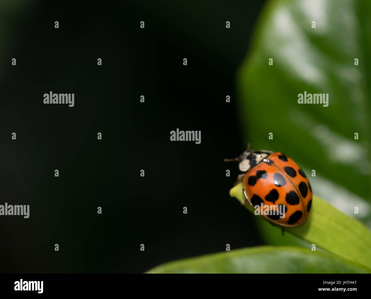 Orange spotted bug hi-res stock photography and images - Alamy