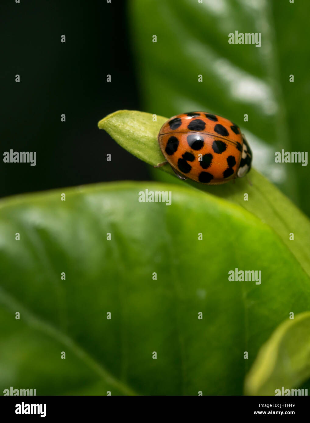 Orange spotted bug hi-res stock photography and images - Alamy