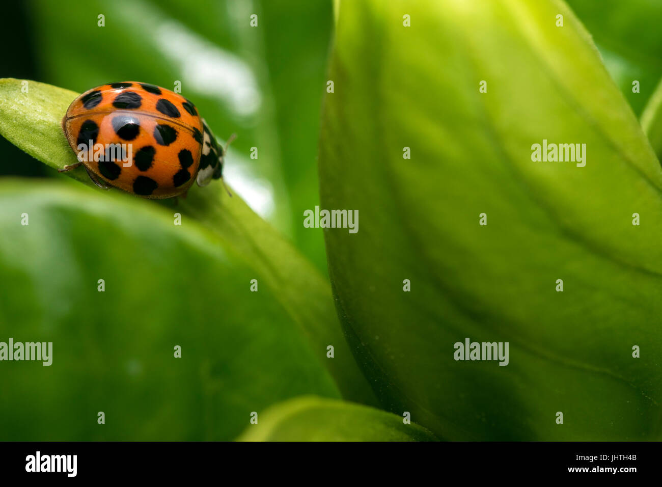 Black spotted red ladybug hi-res stock photography and images - Alamy