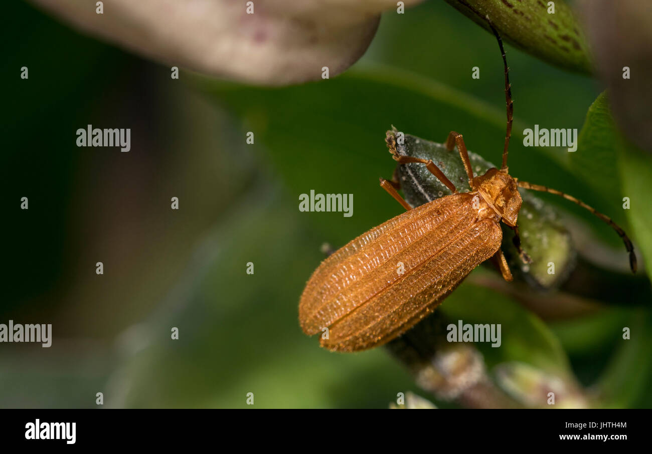 Reticulated netwinged beetle on a tree branch Stock Photo - Alamy