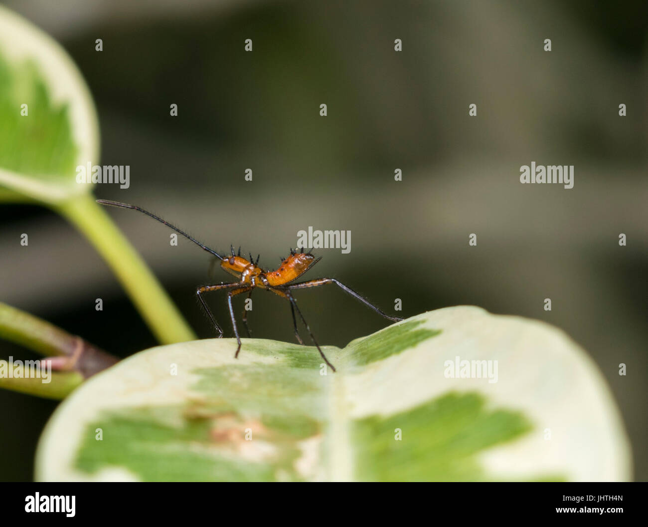 Genus zelus or assassin orange bug hanging on a tree leaf Stock Photo ...
