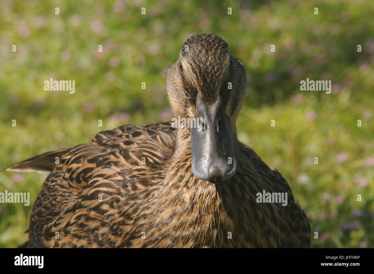 Close up of a Mean Mallard Stock Photo - Alamy