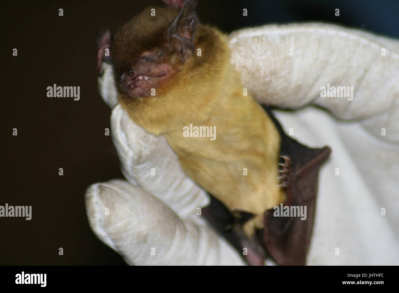 greenish yellow bat, african bat, Scotophilus viridis, s. viridis Stock ...
