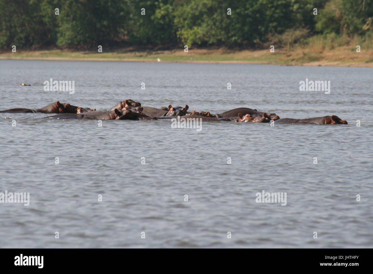 Hippopotamus' in water Stock Photo - Alamy