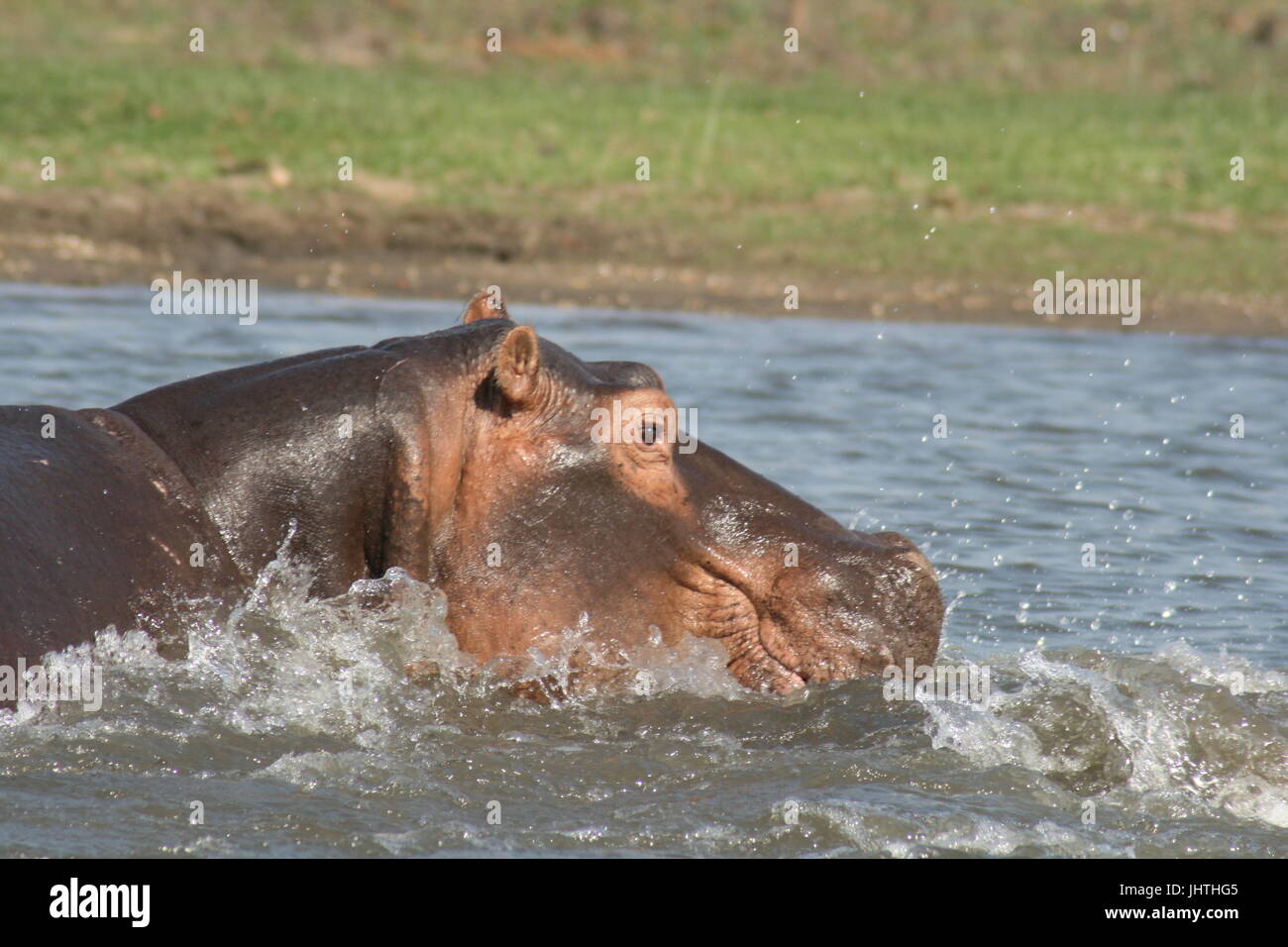 Hippo in water Stock Photo - Alamy