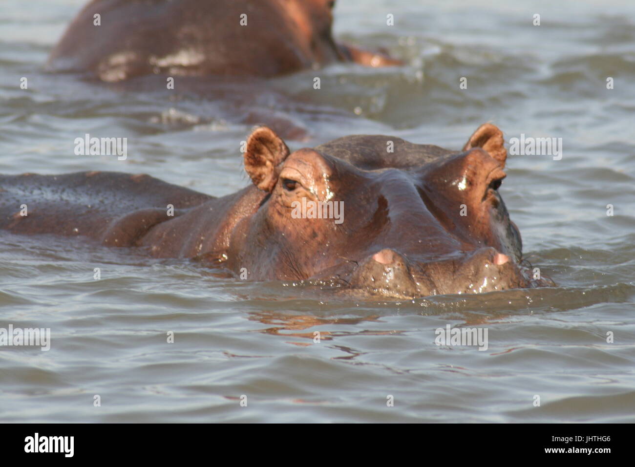 Hippopotamus amphibius, hippo, african hippo, hippopotamus, african ...