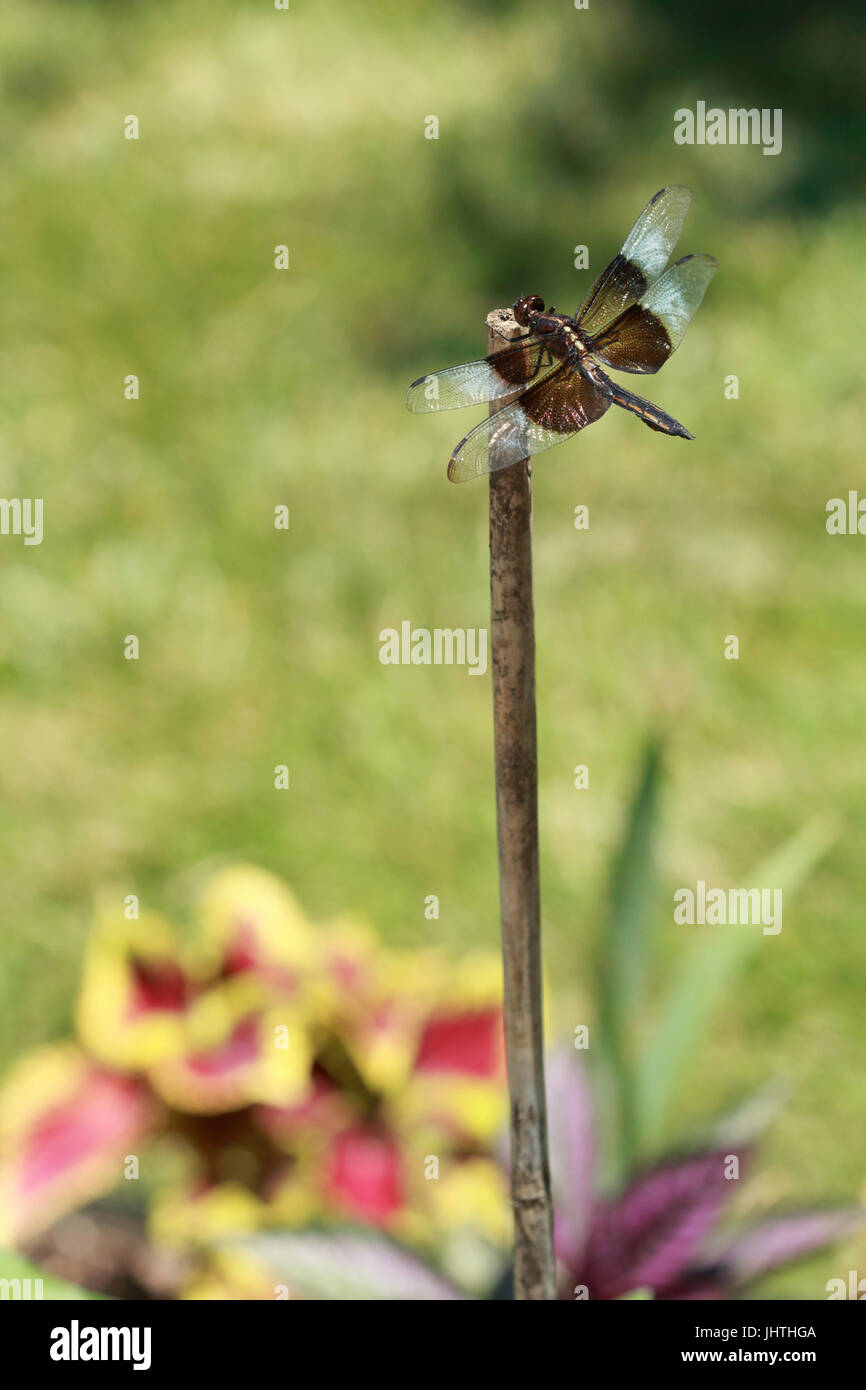 Dragonfly balanced on a reed Stock Photo - Alamy