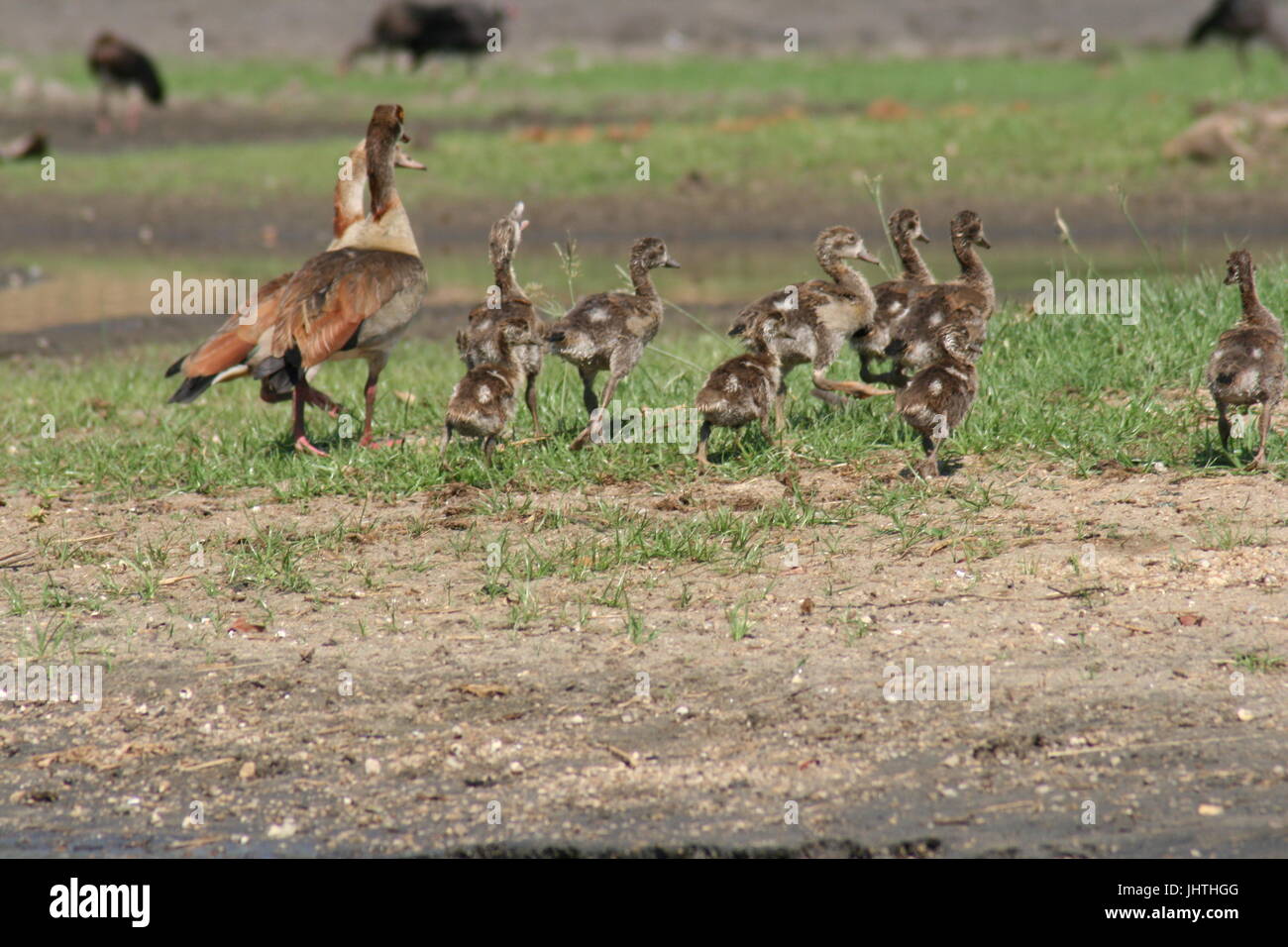 Egyptian goose (Alopochen aegyptiaca Stock Photo - Alamy