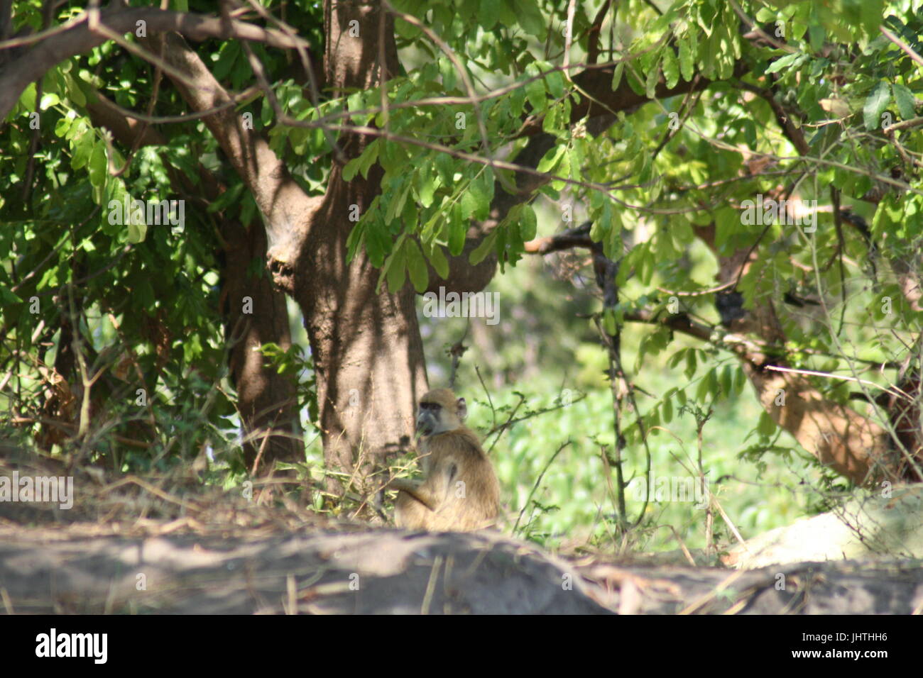 Baboon under tree hi-res stock photography and images - Alamy