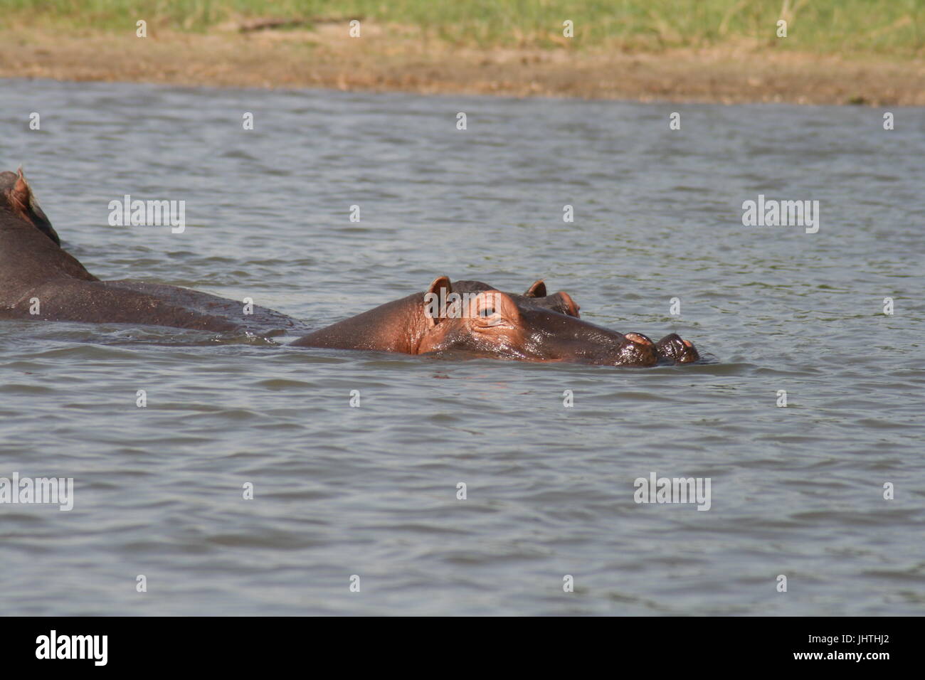 Hippo in water hi-res stock photography and images - Alamy