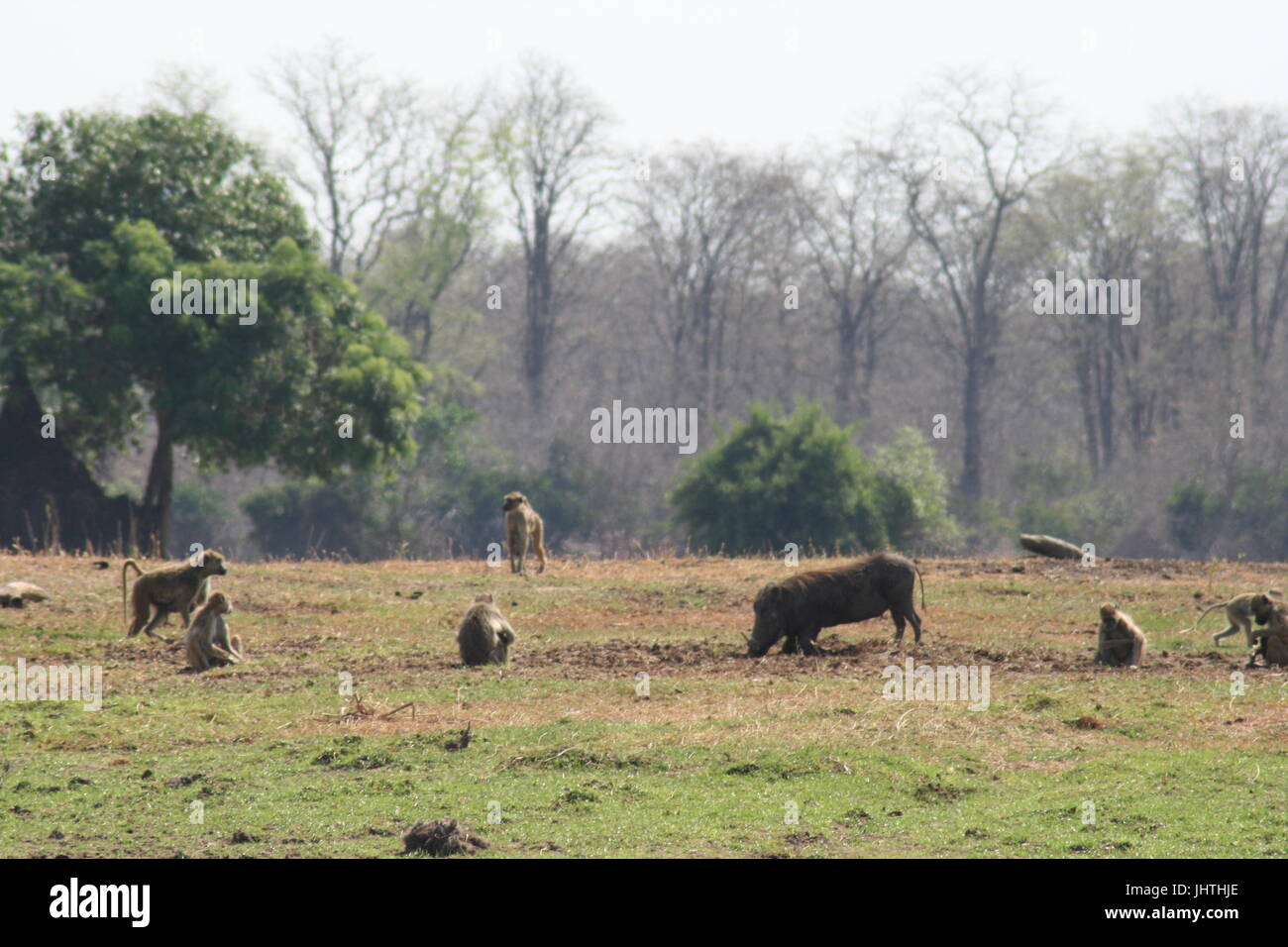 Warthog and yellow baboons Stock Photo - Alamy
