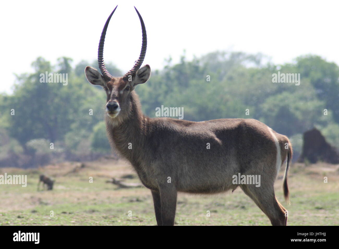 Male waterbuck side view hi-res stock photography and images - Alamy