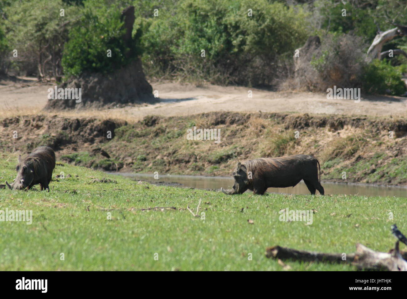 Warthogs on knees hi-res stock photography and images - Alamy