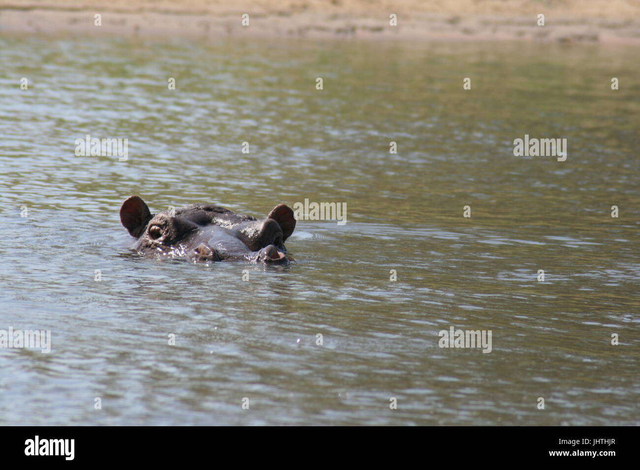 Hippopotamus amphibius hide hi-res stock photography and images - Alamy
