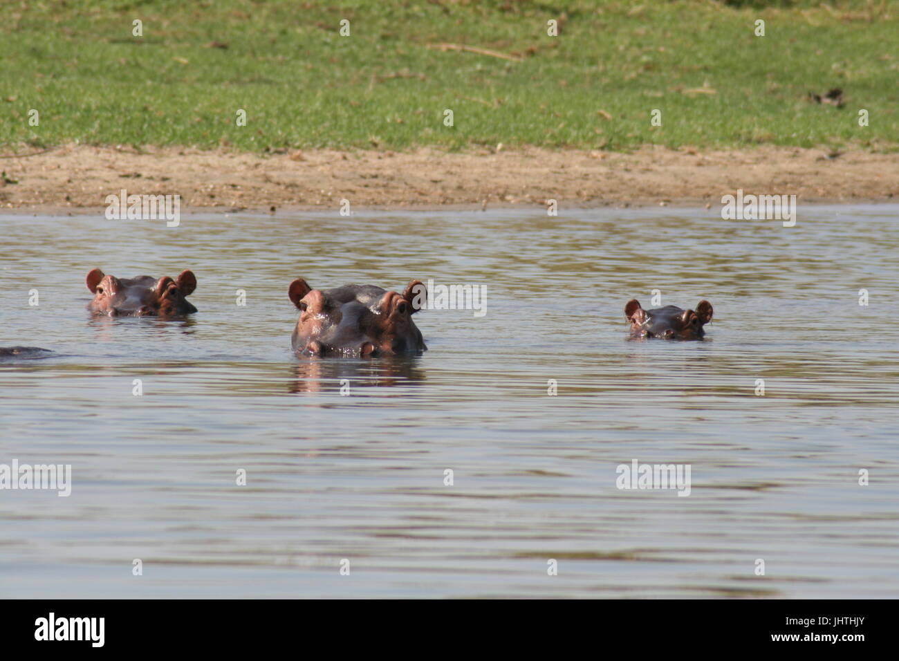 Wild hippos hi-res stock photography and images - Alamy