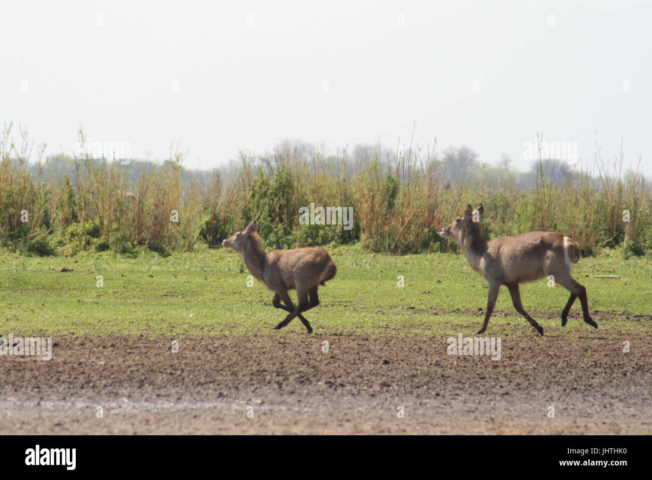 Running water buck hi-res stock photography and images - Alamy