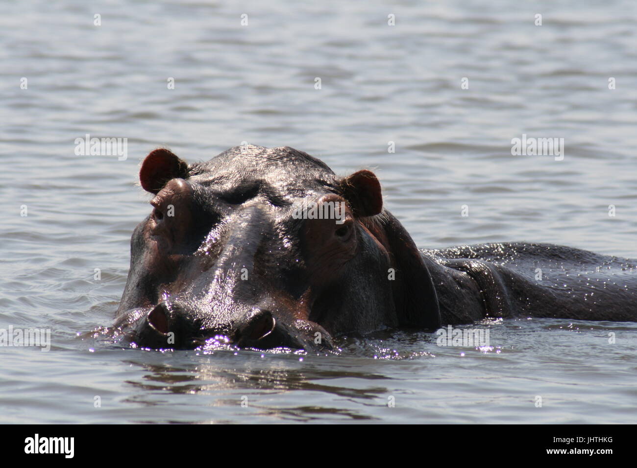 African hippo in water hi-res stock photography and images - Alamy