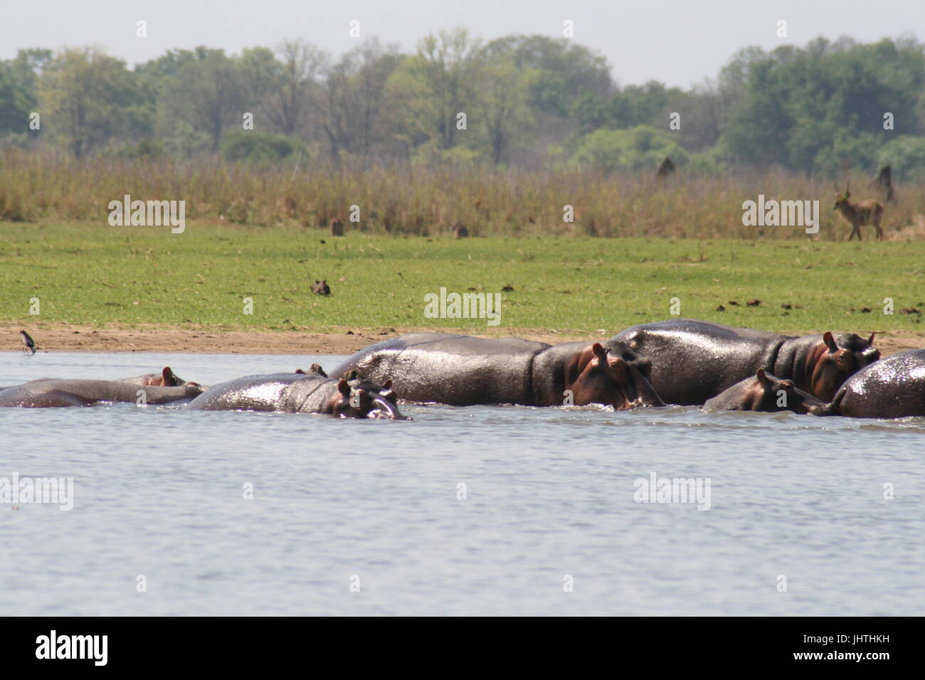 Hippos in water hi-res stock photography and images - Alamy