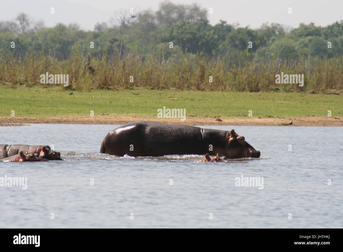 hippo in water Stock Photo - Alamy