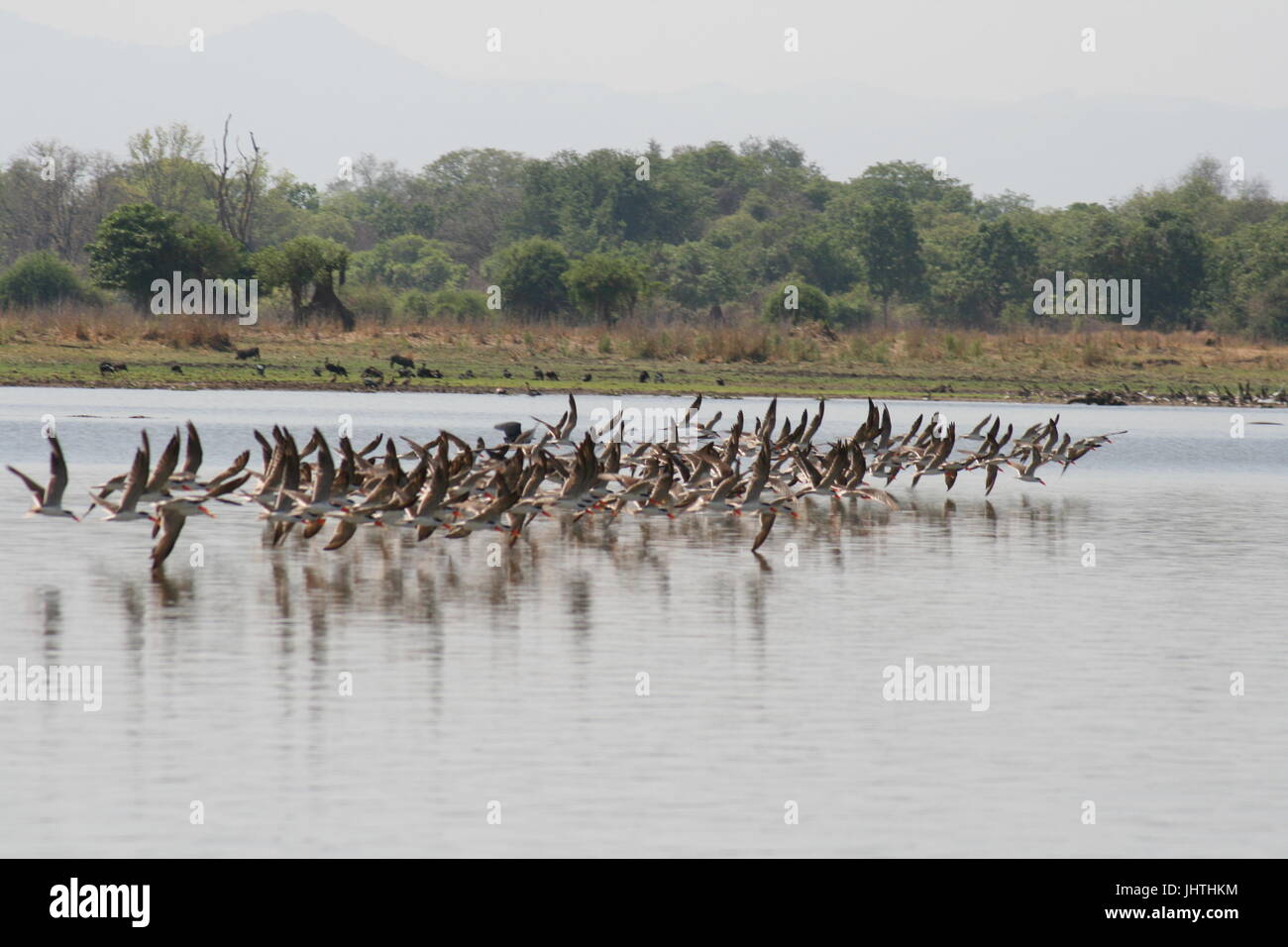 Synchronised birds flying hi-res stock photography and images - Alamy