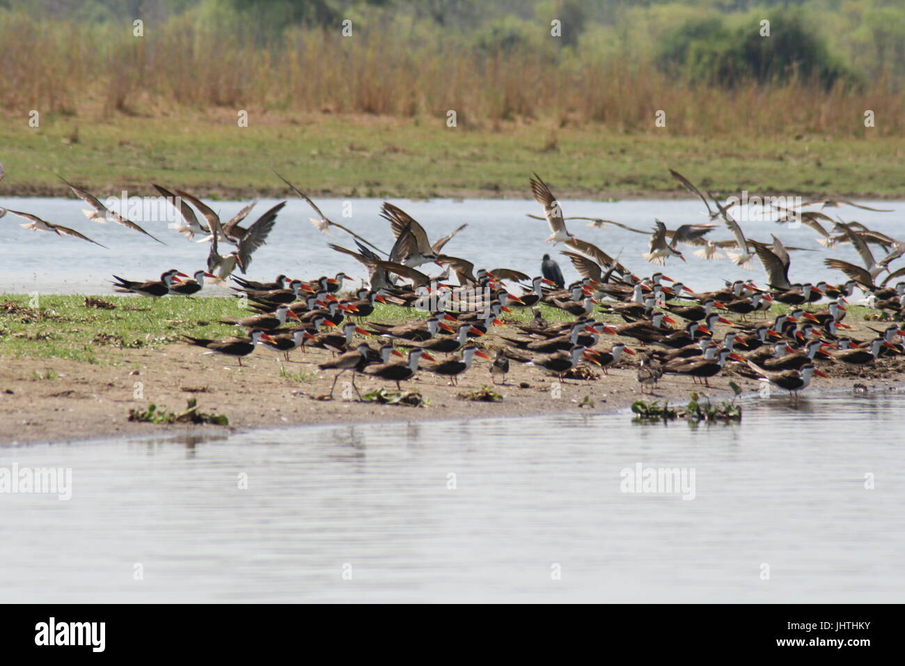 African skimmer (Rynchops flavirostris Stock Photo - Alamy