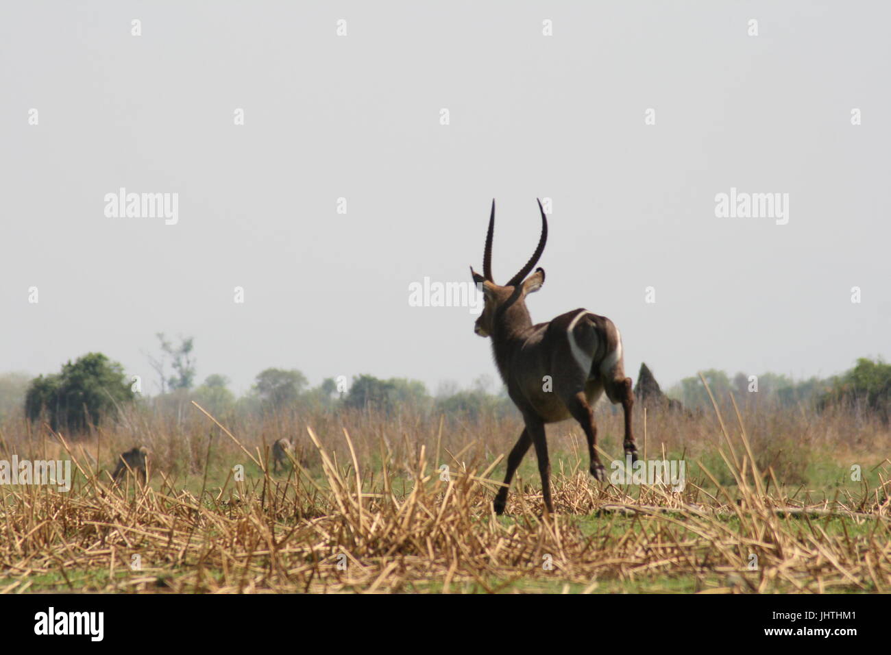Running water buck hi-res stock photography and images - Alamy