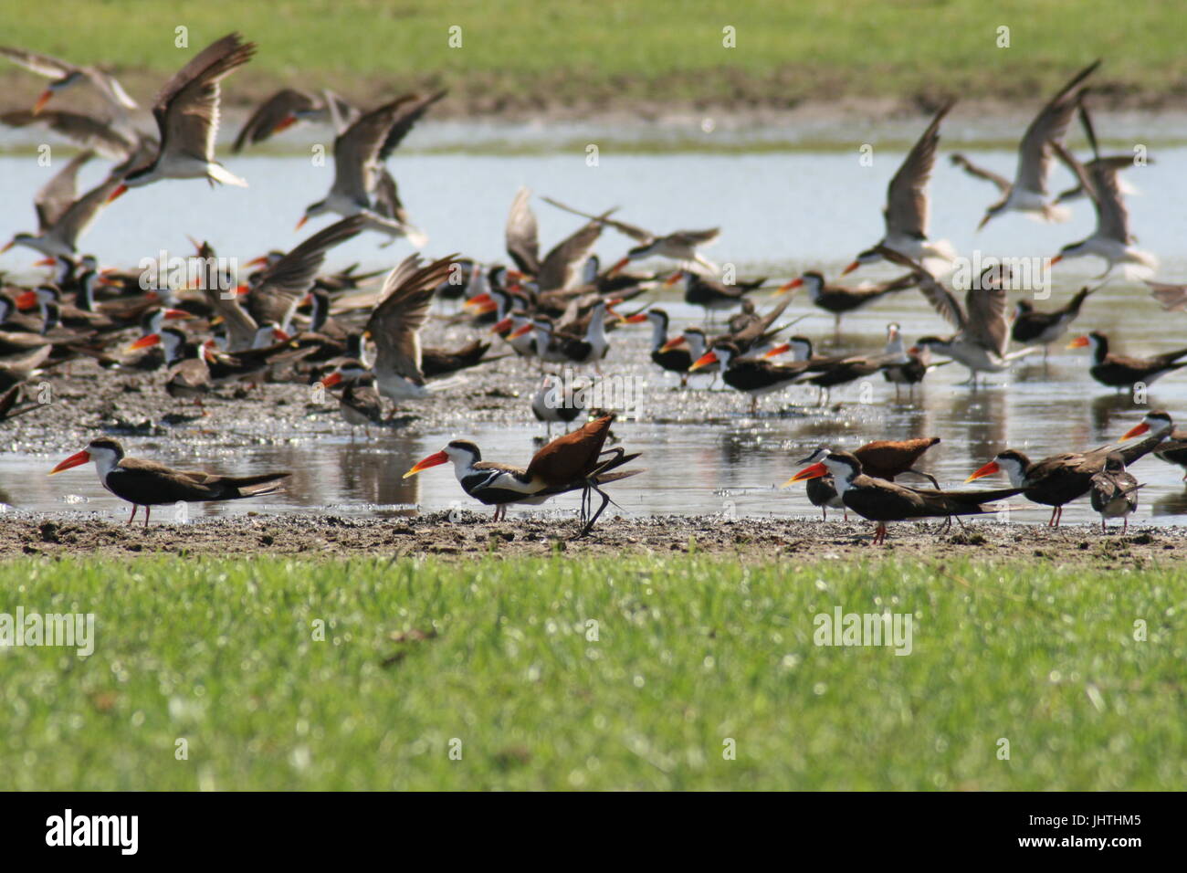 African skimmer (Rynchops flavirostris Stock Photo - Alamy