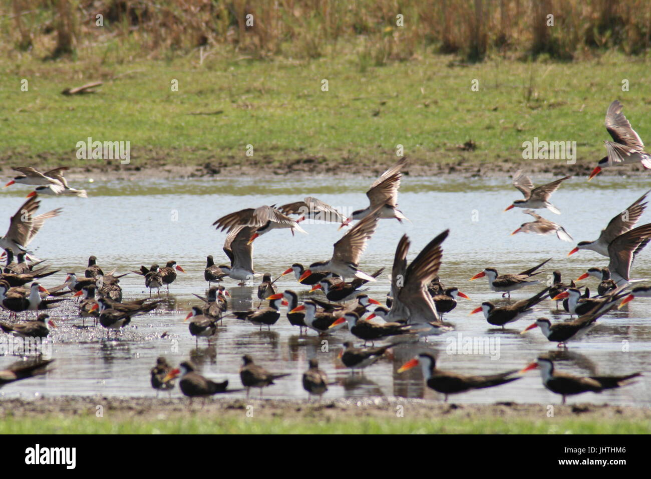 African skimmer (Rynchops flavirostris Stock Photo - Alamy