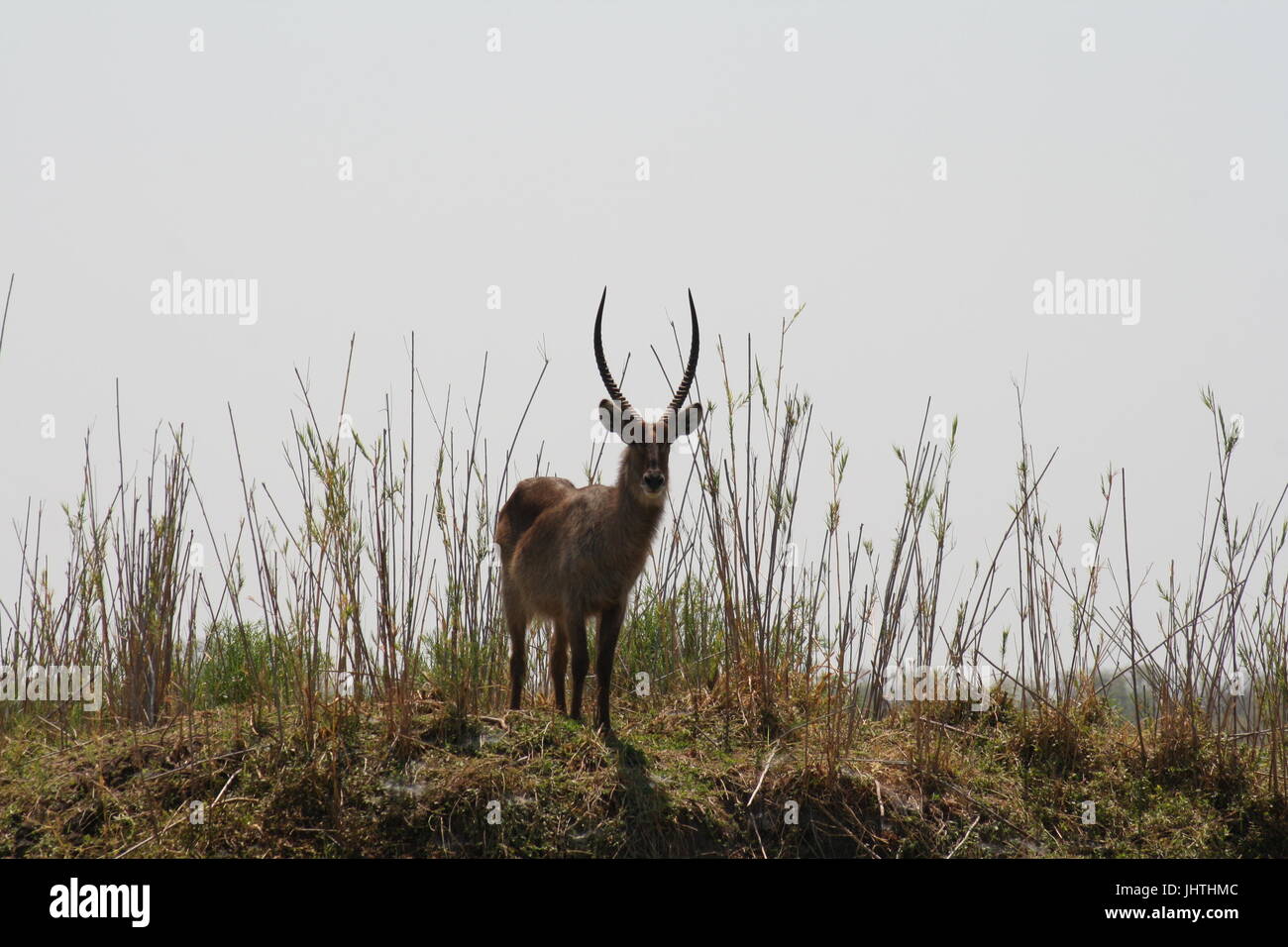 waterbuck, Kobus ellipsiprymnus Stock Photo - Alamy