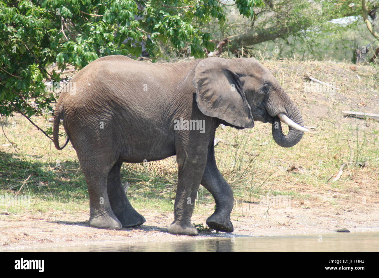 Elephant side view hi-res stock photography and images - Alamy