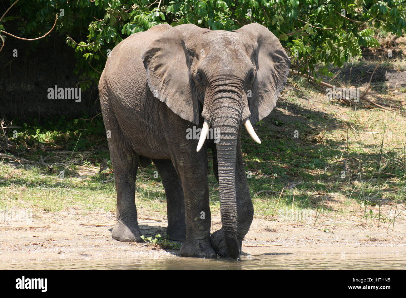 Elephant full body hi-res stock photography and images - Alamy