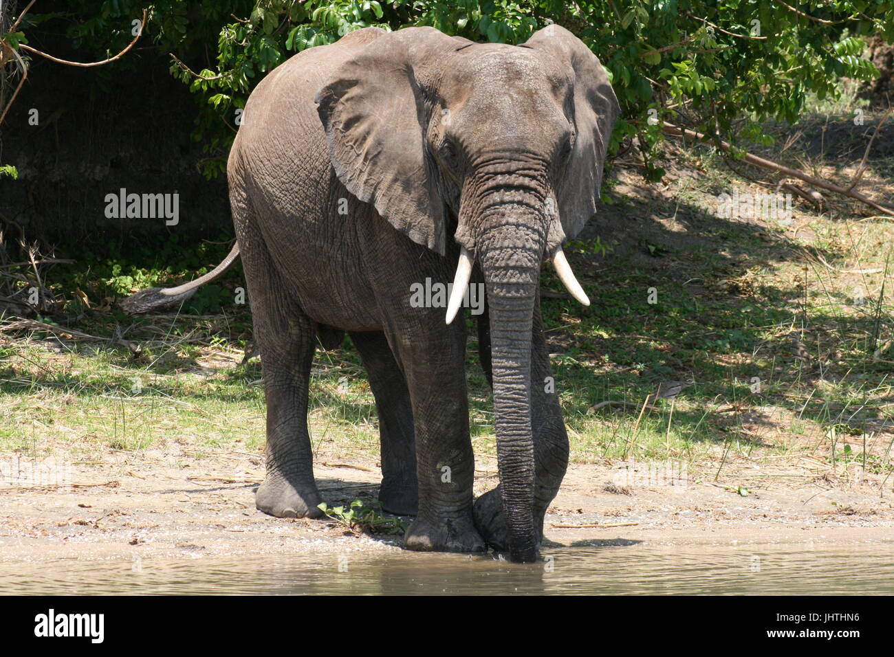 African bush elephant Stock Photo - Alamy