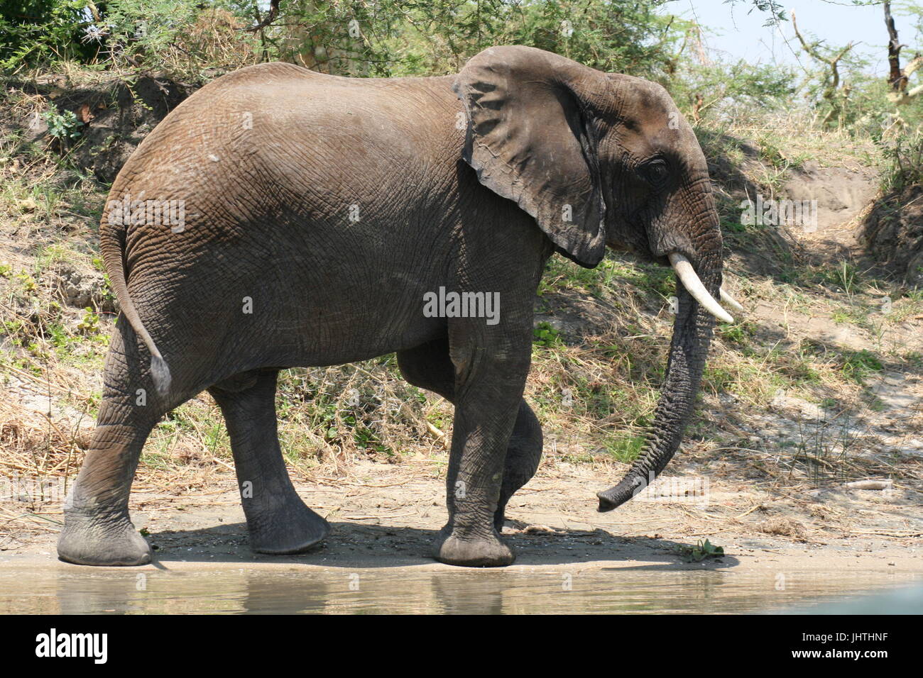 Whole elephant hi-res stock photography and images - Alamy