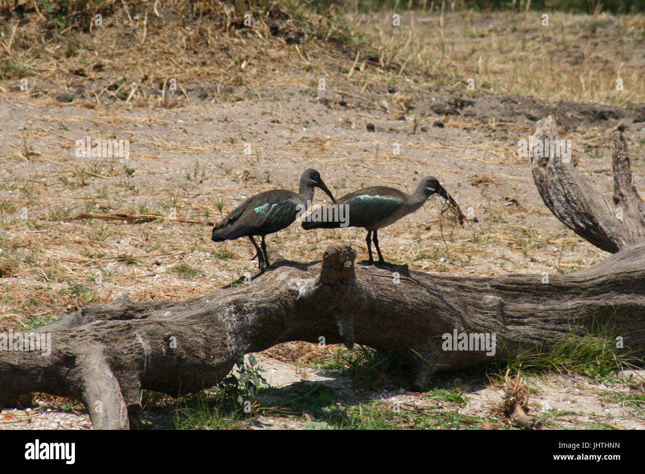 Hadeda or hadada ibis, Bostrychia hagedash Stock Photo - Alamy