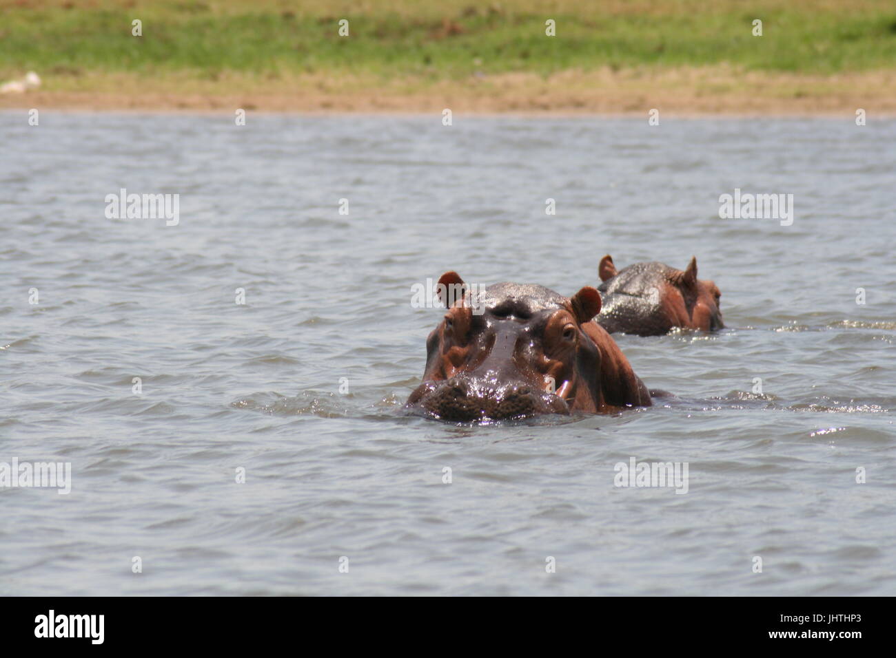 African hippos hi-res stock photography and images - Alamy