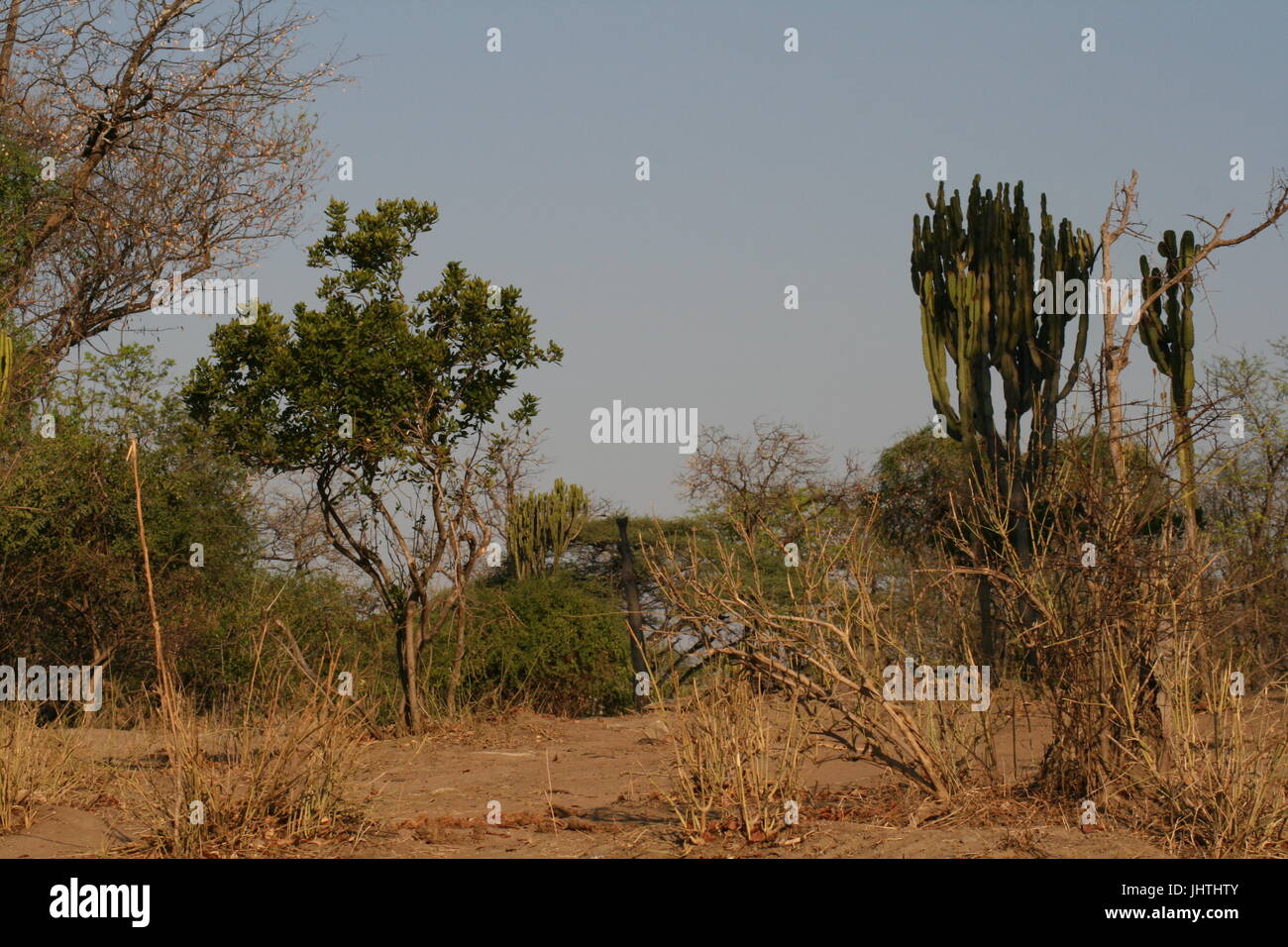 Landscape Liwonde national park Stock Photo - Alamy