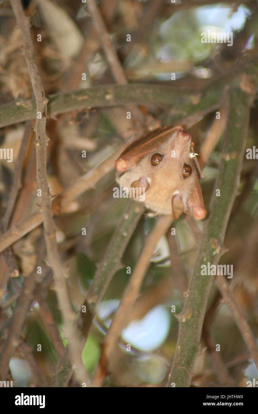 Epomophorus wahlbergi, Wahlberg's epauletted fruit bat, fruit bat, bat ...