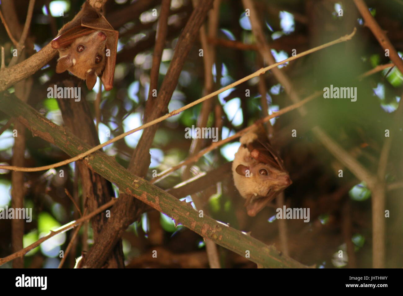 Epomophorus wahlbergi, Wahlberg's epauletted fruit bat, fruit bat, bat ...
