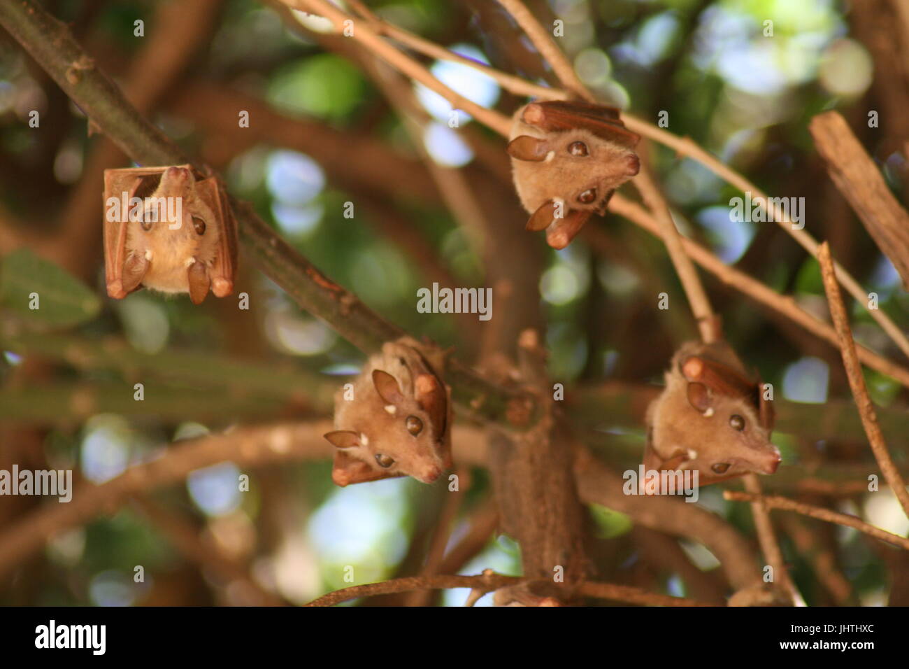 Epomophorus wahlbergi, Wahlberg's epauletted fruit bat, fruit bat, bat ...