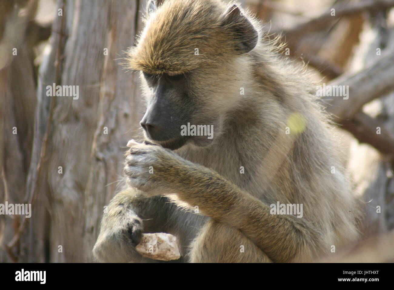 African primate hi-res stock photography and images - Alamy