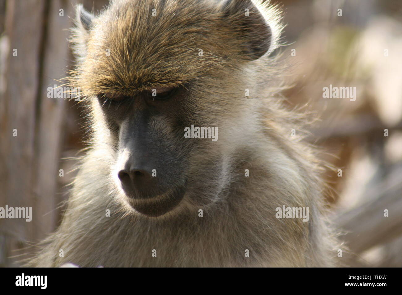 Yellow Baboon Baboon Baboons High Resolution Stock Photography and ...