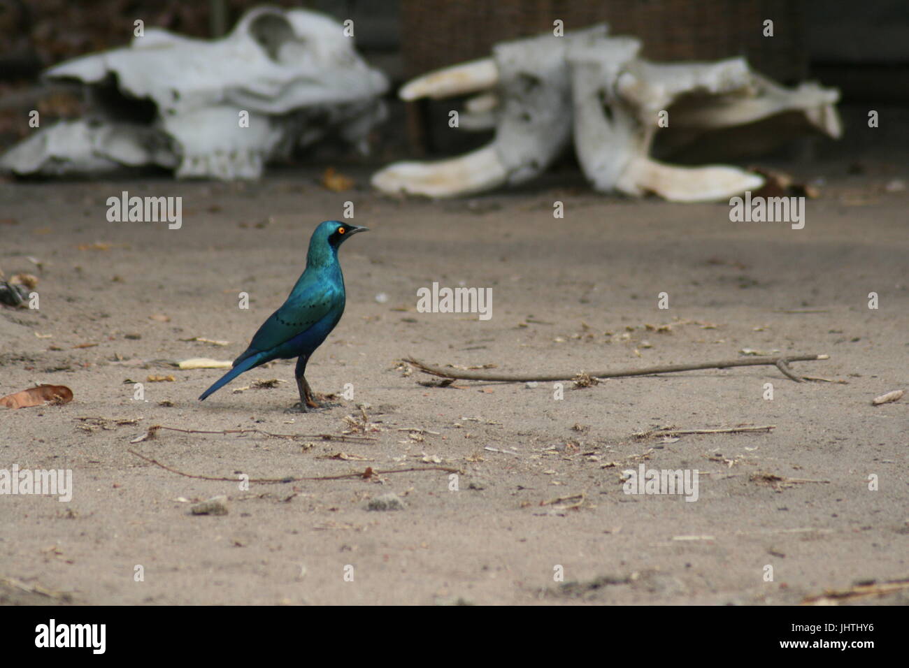 Purple glossy starling hi-res stock photography and images - Alamy