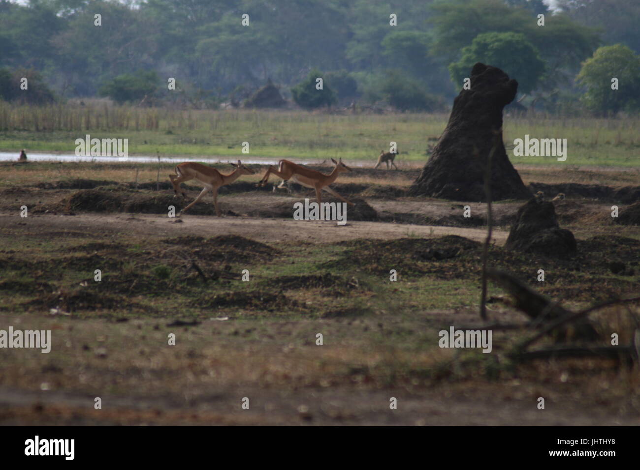 Fleeing impala hi-res stock photography and images - Alamy