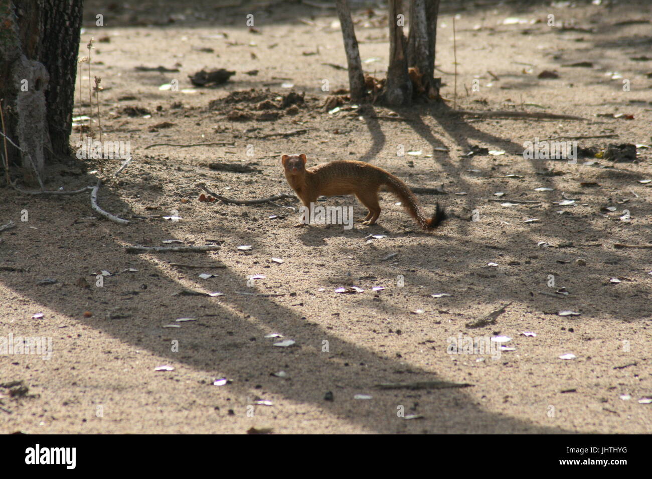 Black tailed mongoose hi-res stock photography and images - Alamy