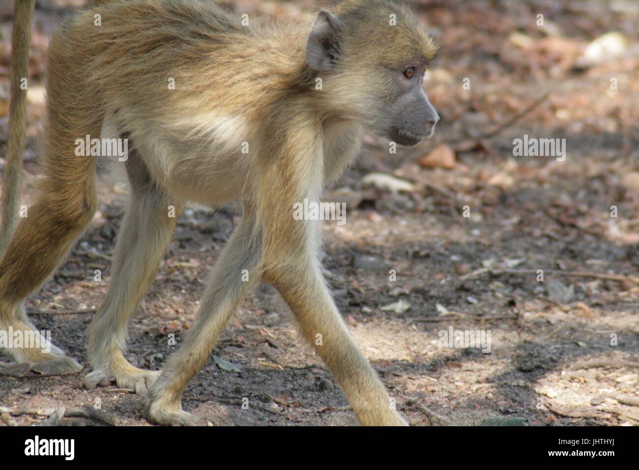 Side view of yellow baboon hi-res stock photography and images - Alamy